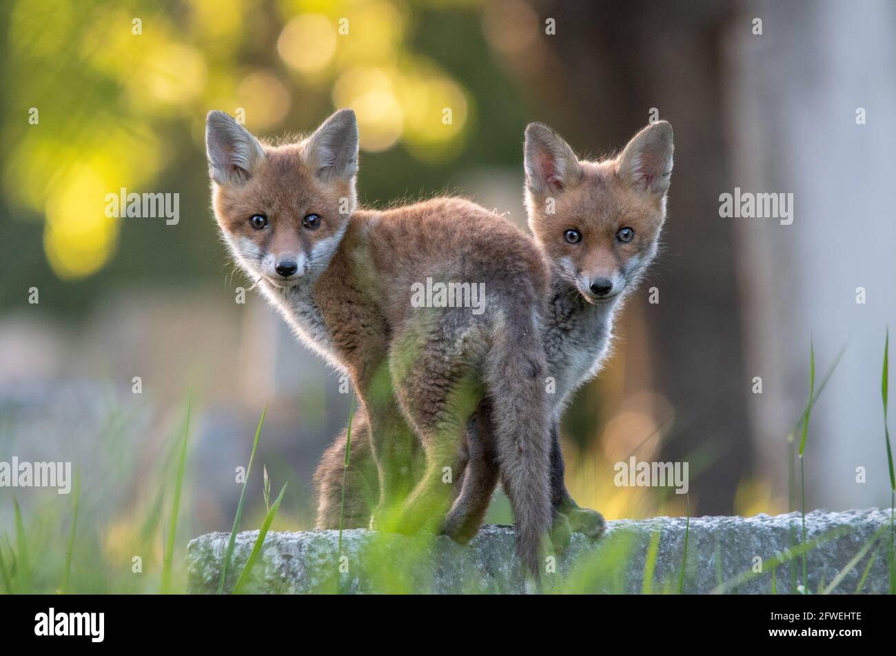 Playing fox cubs hi-res stock photography and images - Alamy