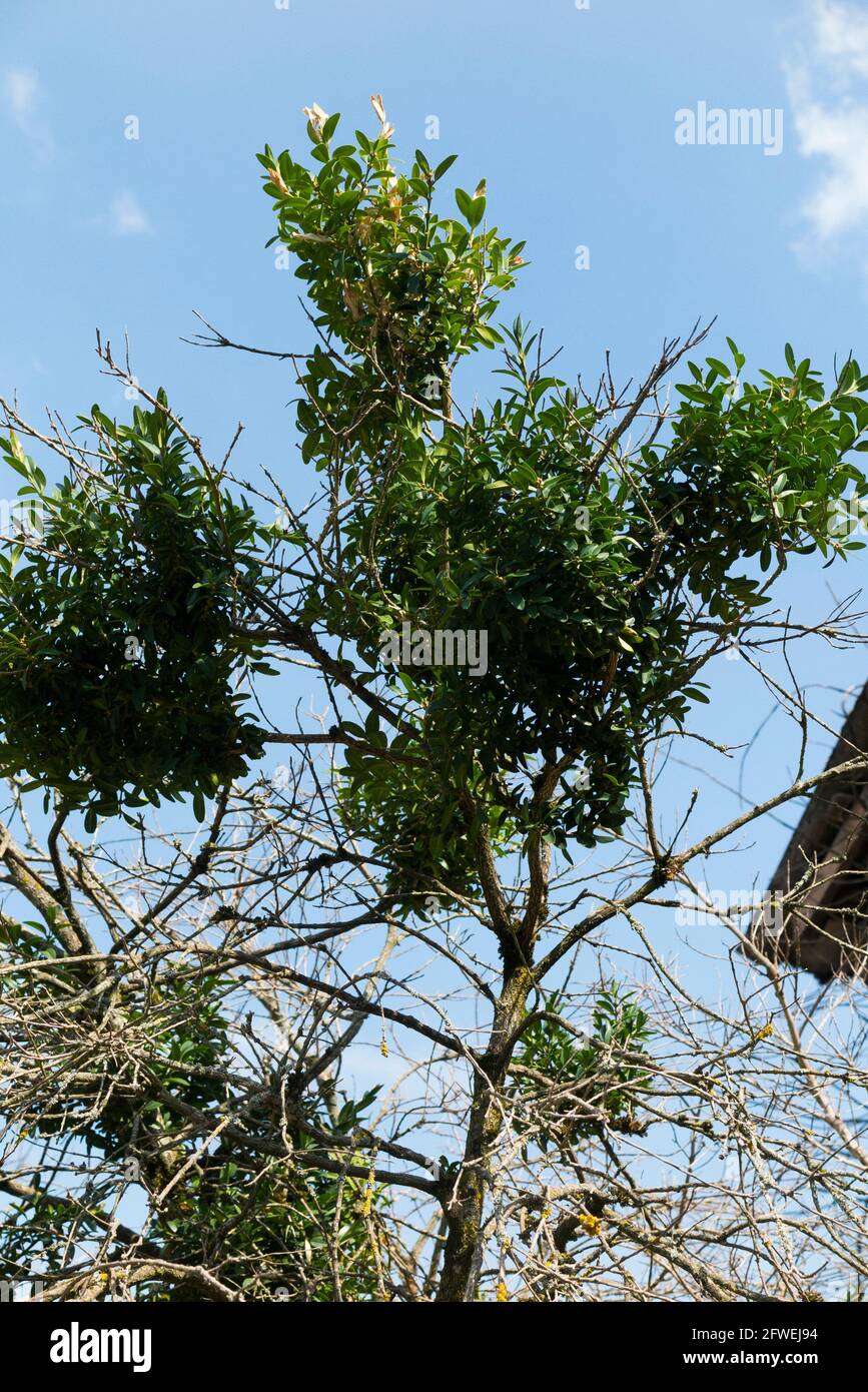 Recovering Box trees (Buxus) tree sends out new growth / green shoots ...