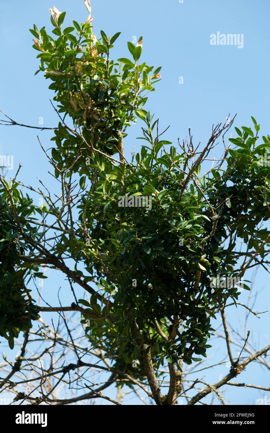 Recovering Box trees (Buxus) tree sends out new growth / green shoots ...