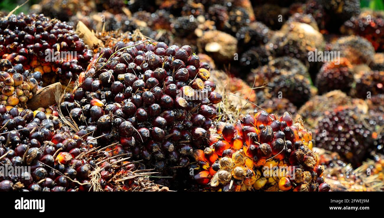 bunch of palm oil fruit Stock Photo - Alamy