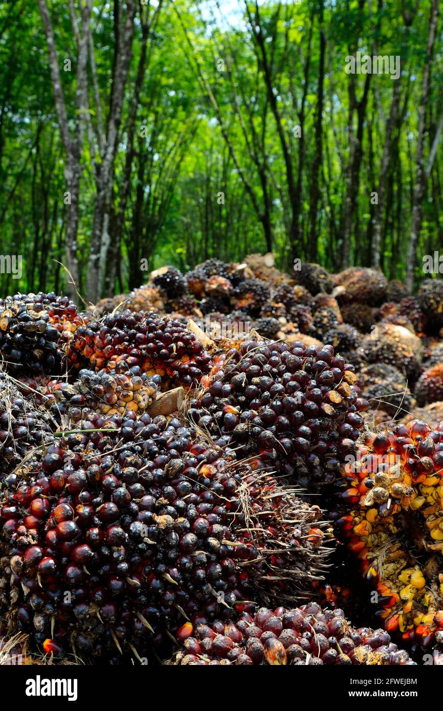 Oil palm fresh fruit bunch hi-res stock photography and images - Alamy