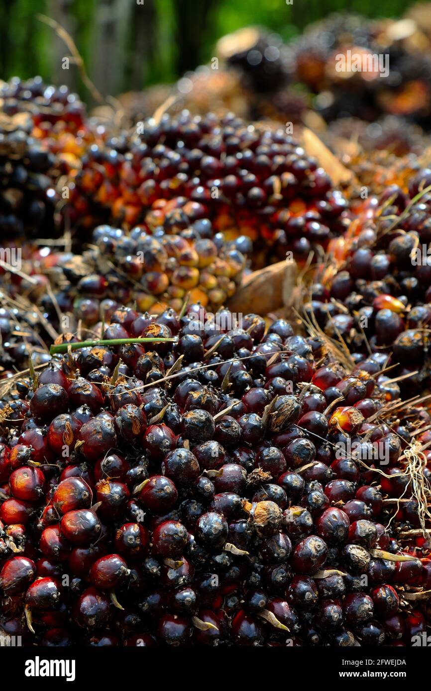 Oil palm fresh fruit bunch hi-res stock photography and images - Alamy