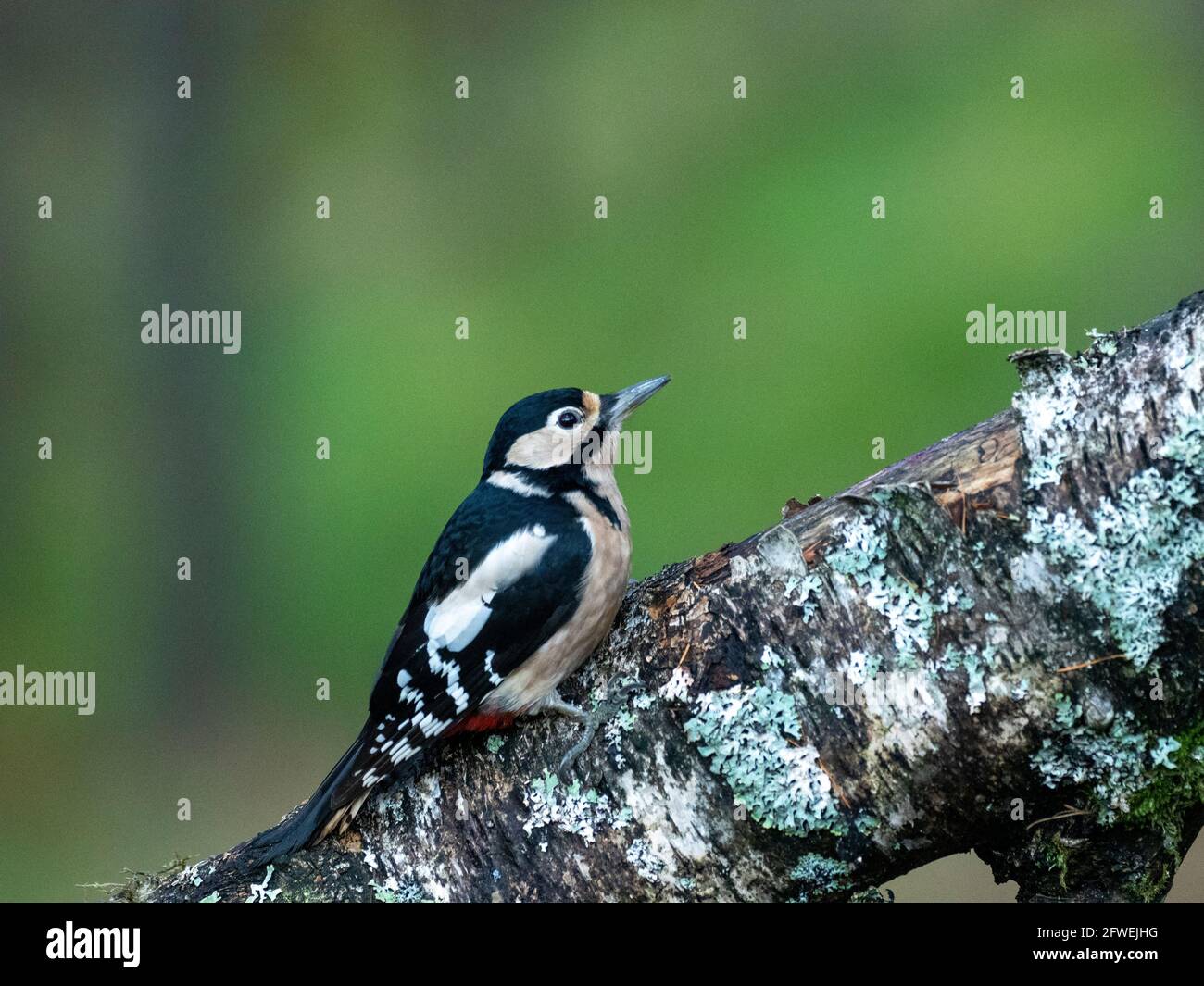 Female great spotted woodpecker hi-res stock photography and images - Alamy