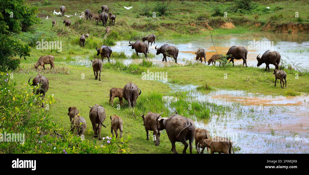 group of water buffalo in field Stock Photo - Alamy
