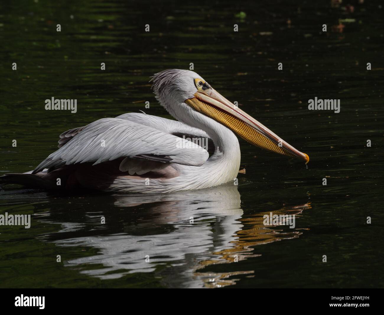 wild animal in a german zoo Stock Photo - Alamy