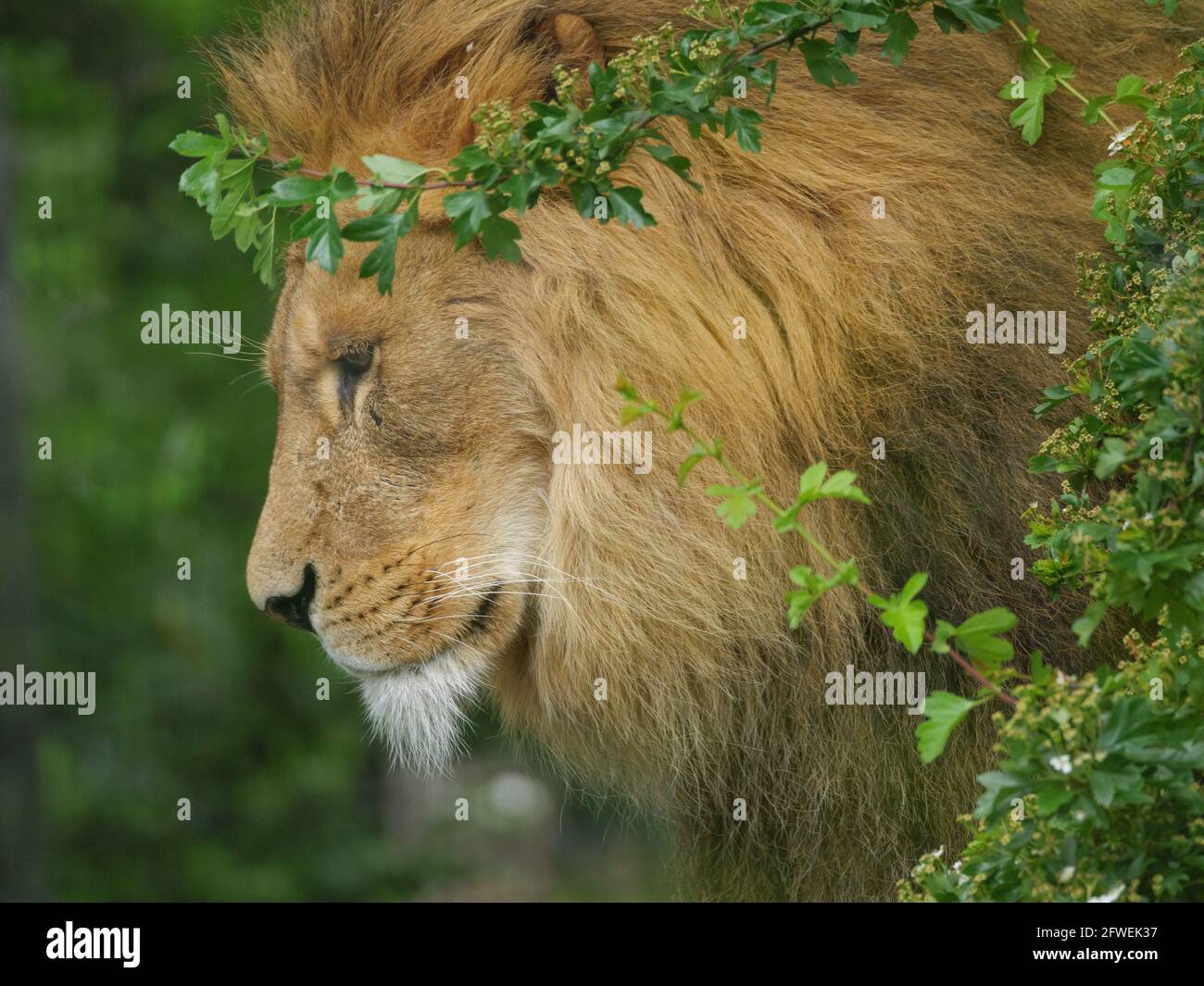 wild animal in a german zoo Stock Photo - Alamy