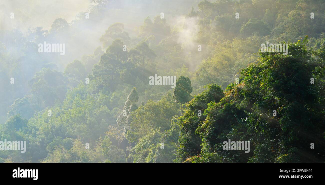 morning mist on the canopy in the rainforest Stock Photo - Alamy