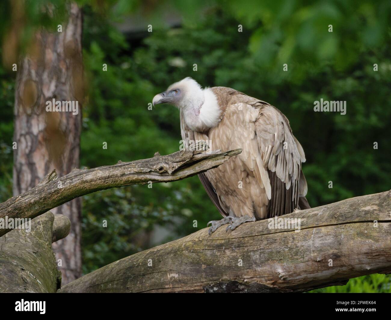 wild animal in a german zoo Stock Photo - Alamy