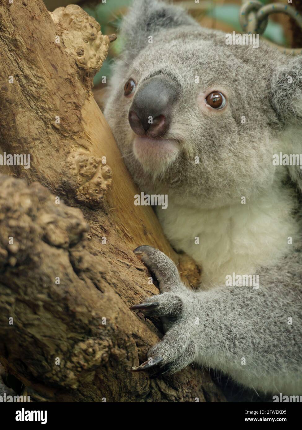 wild animal in a german zoo Stock Photo - Alamy