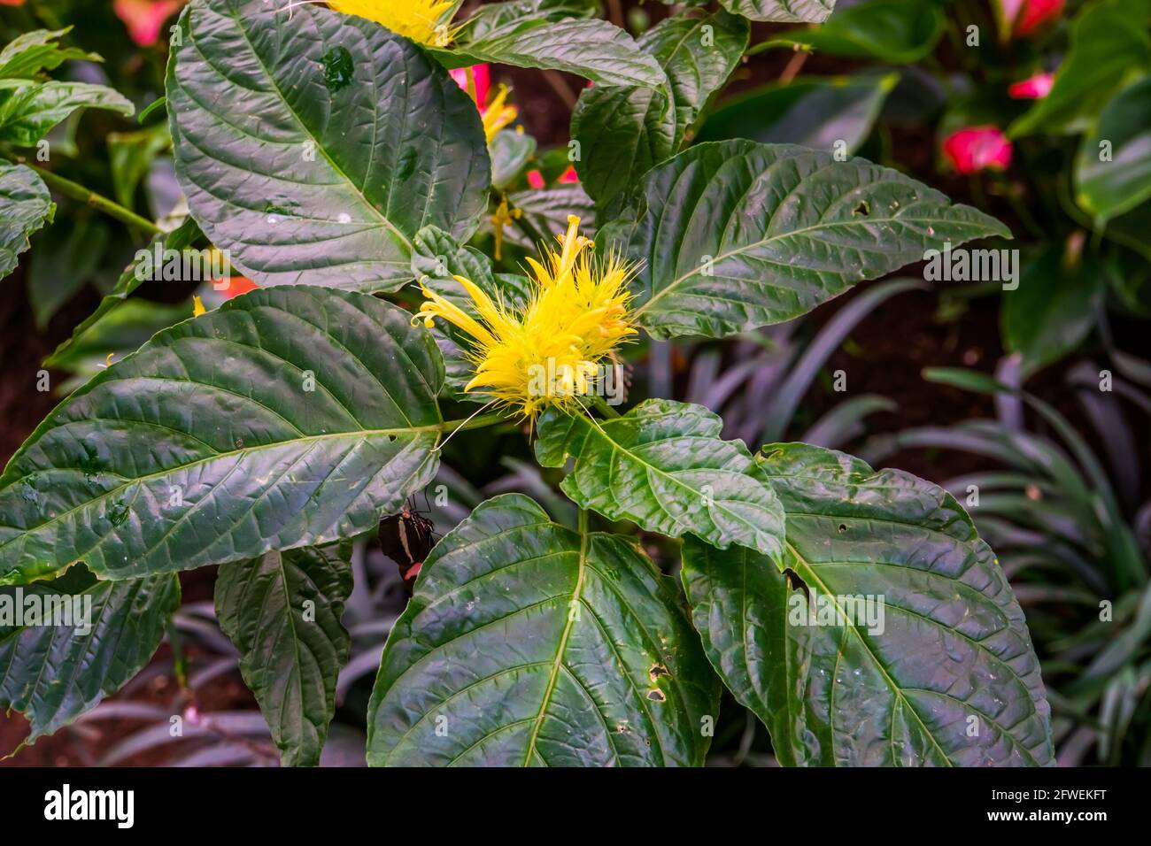 golden plume plant with leaves in close up, flower in bloom, tropical ...