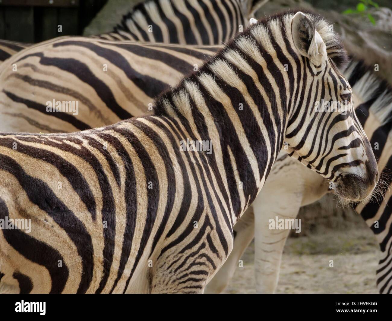 wild animal in a german zoo Stock Photo - Alamy