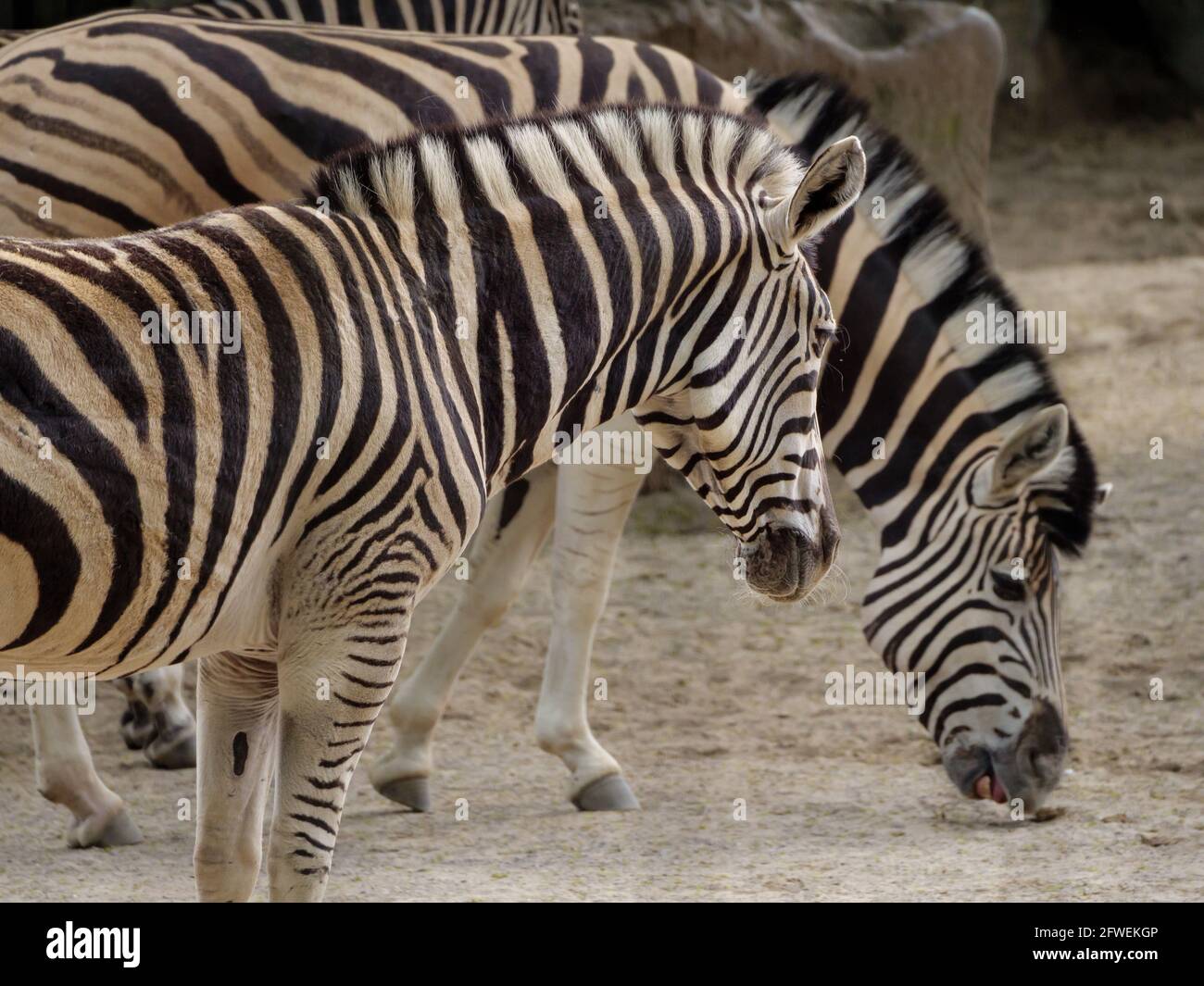wild animal in a german zoo Stock Photo - Alamy