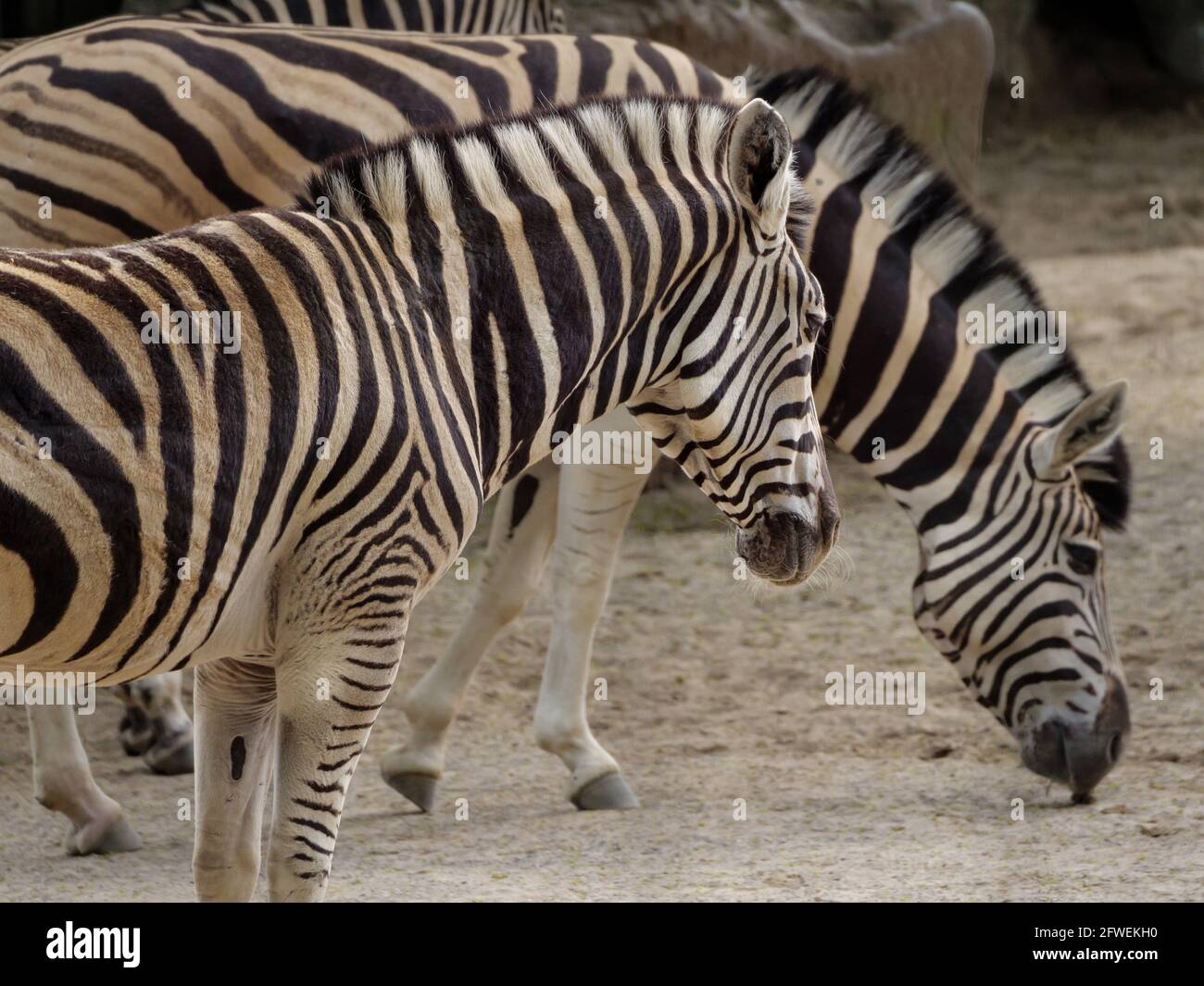 wild animal in a german zoo Stock Photo - Alamy