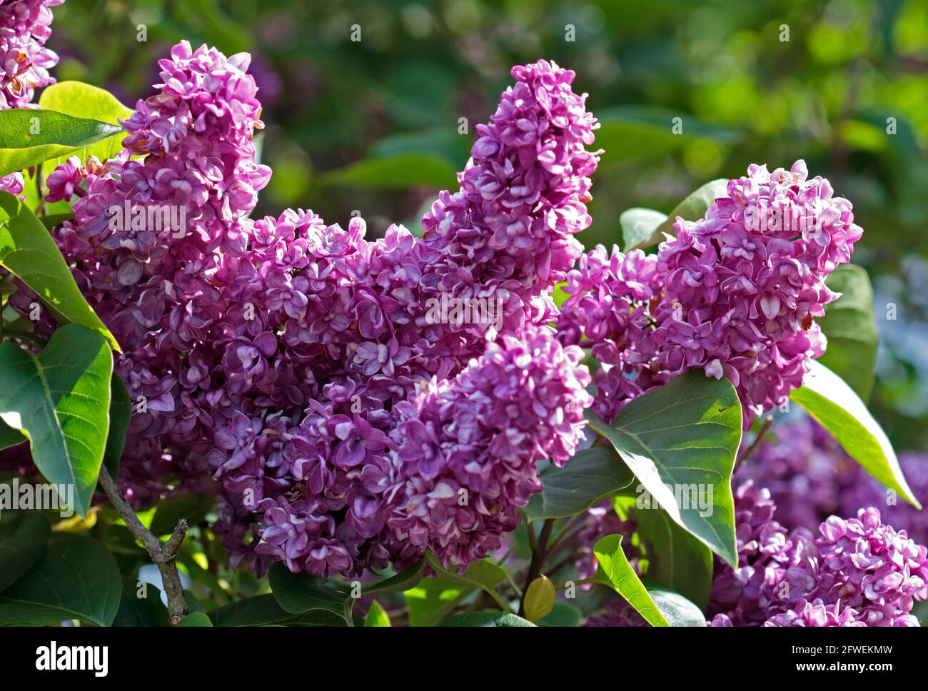 Pink lilac tree hi-res stock photography and images - Alamy
