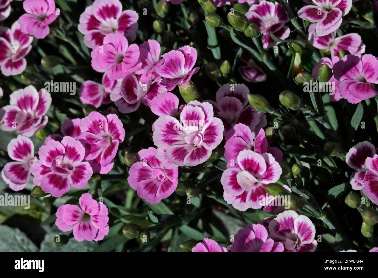 Dianthus Pink Kisses, UK Stock Photo - Alamy
