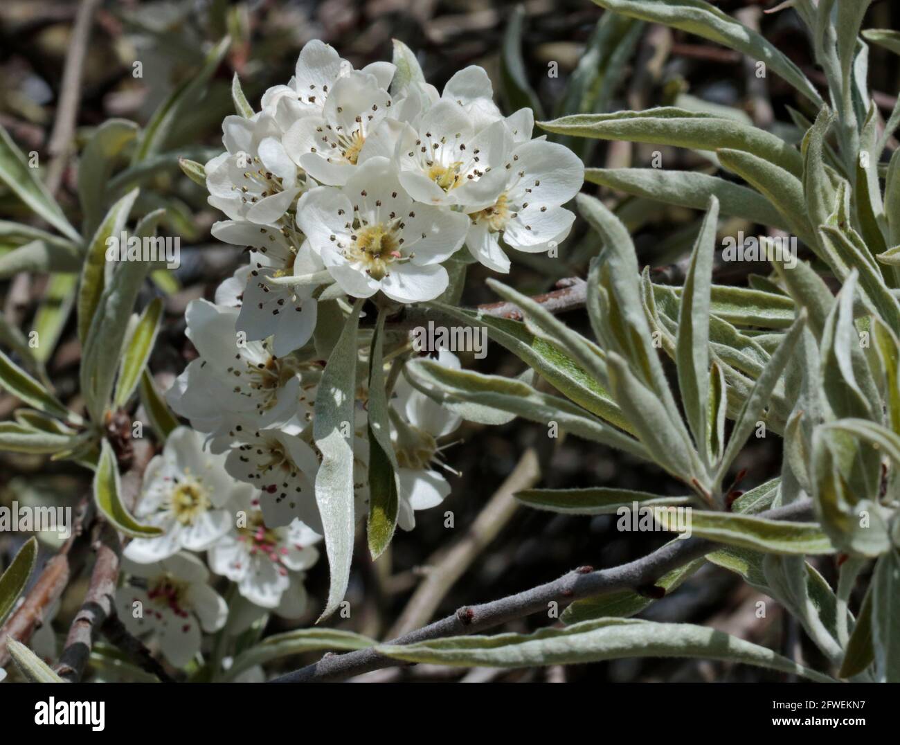 Silver willow hi-res stock photography and images - Alamy