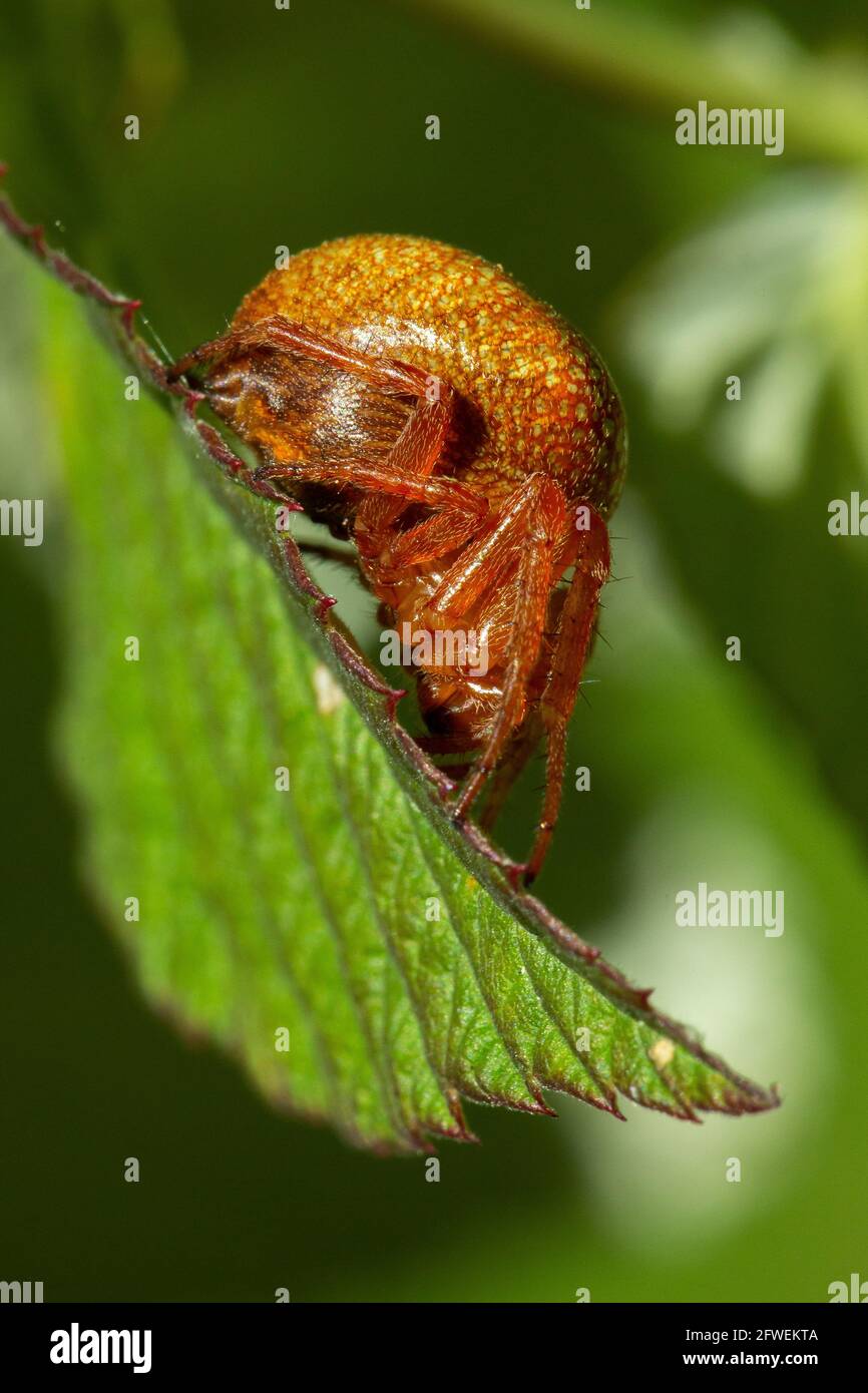 Large orange color spider on a green raspberry leaves Stock Photo - Alamy