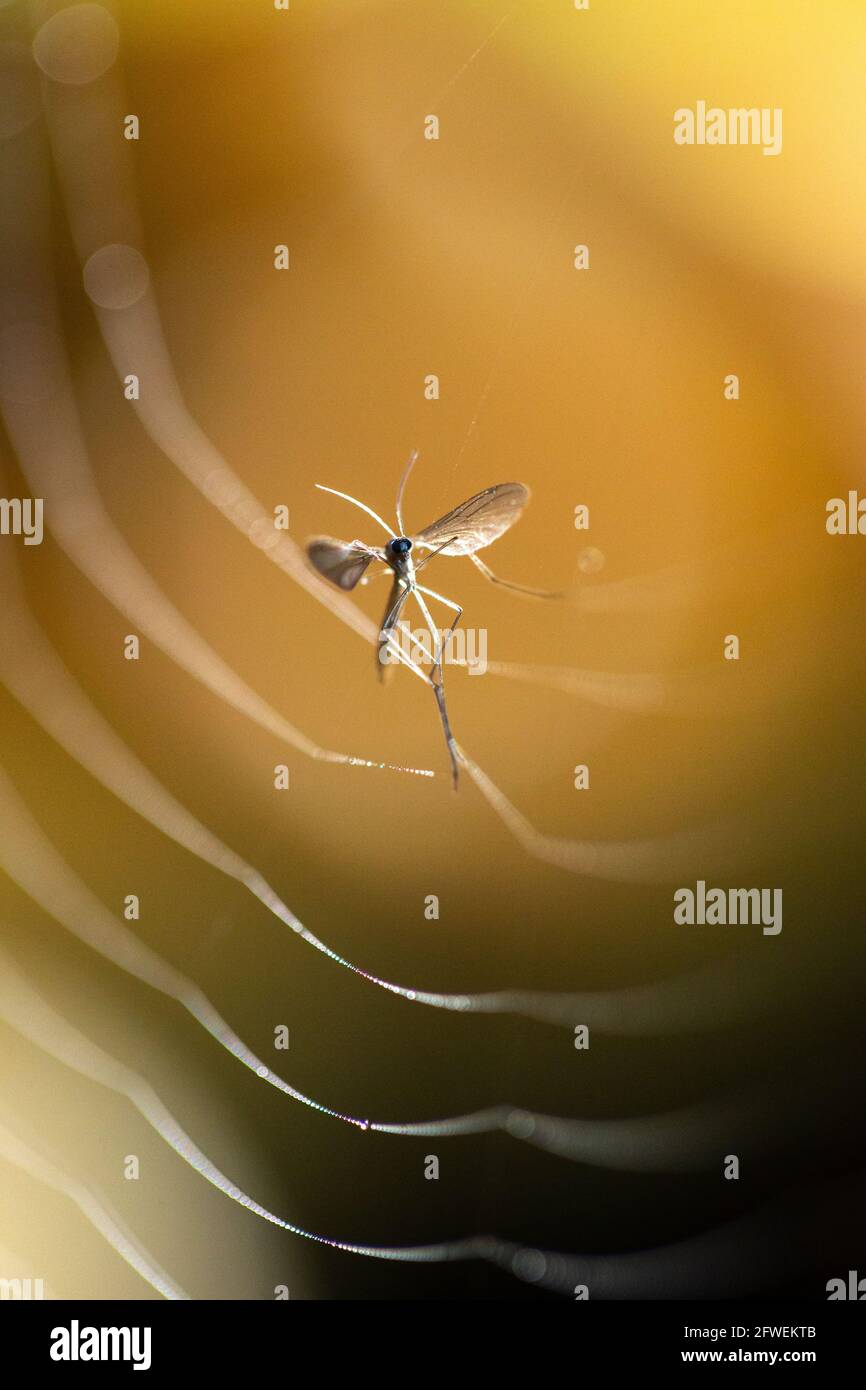 The chitinous exoskeleton of an insect hi-res stock photography and ...