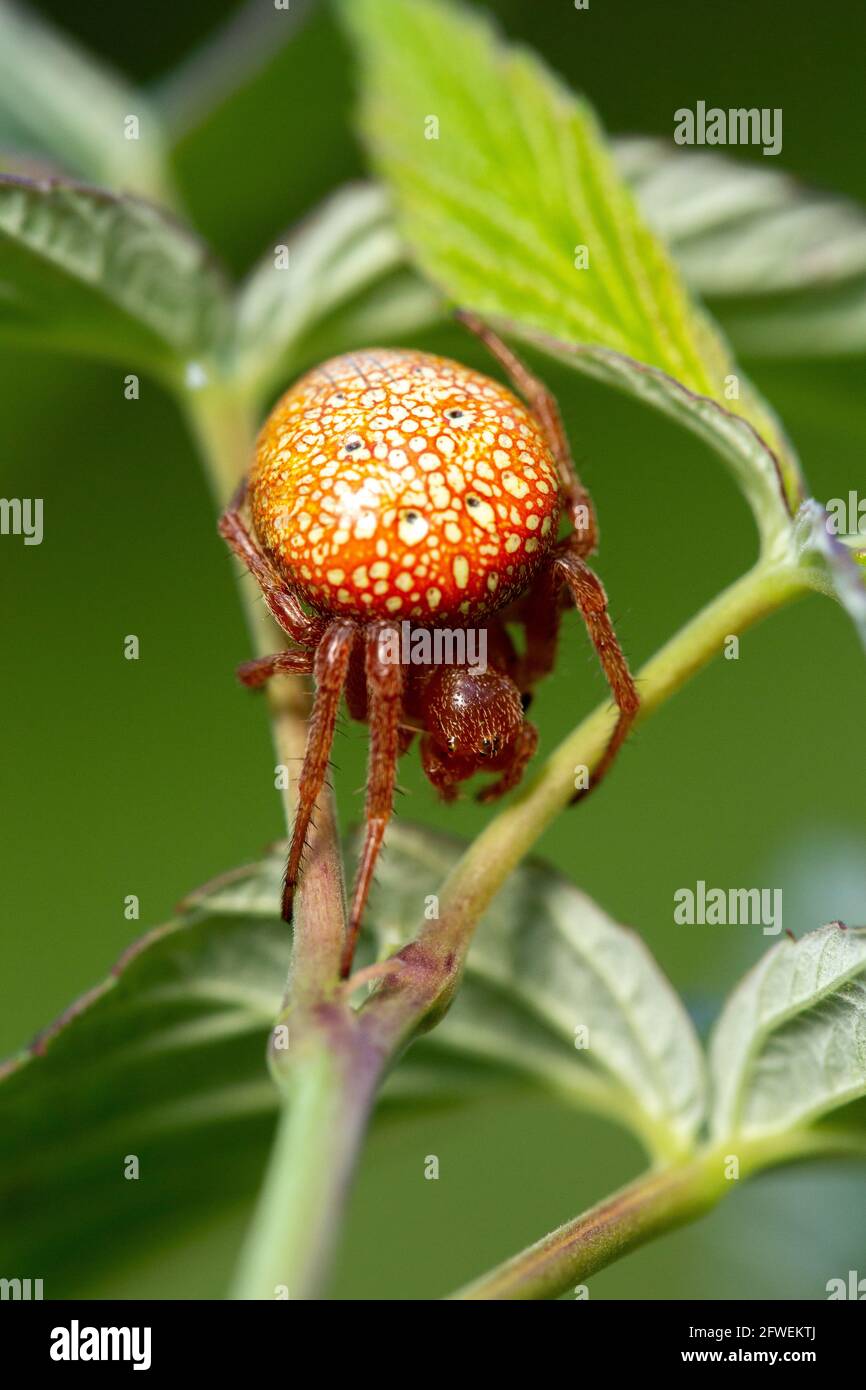 Large orange color spider on a green raspberry leaves Stock Photo - Alamy