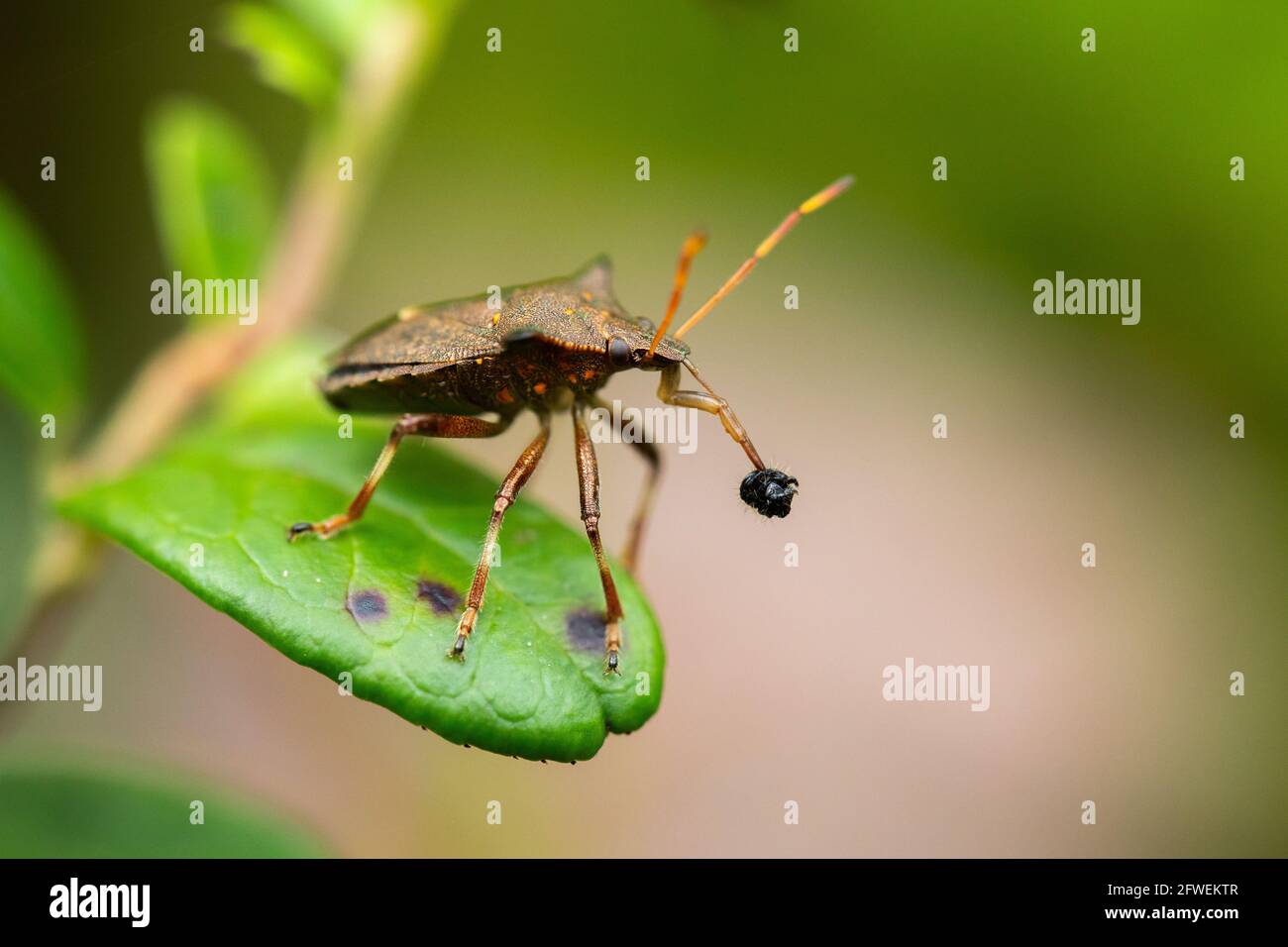 Leaf eating insects hi-res stock photography and images - Alamy
