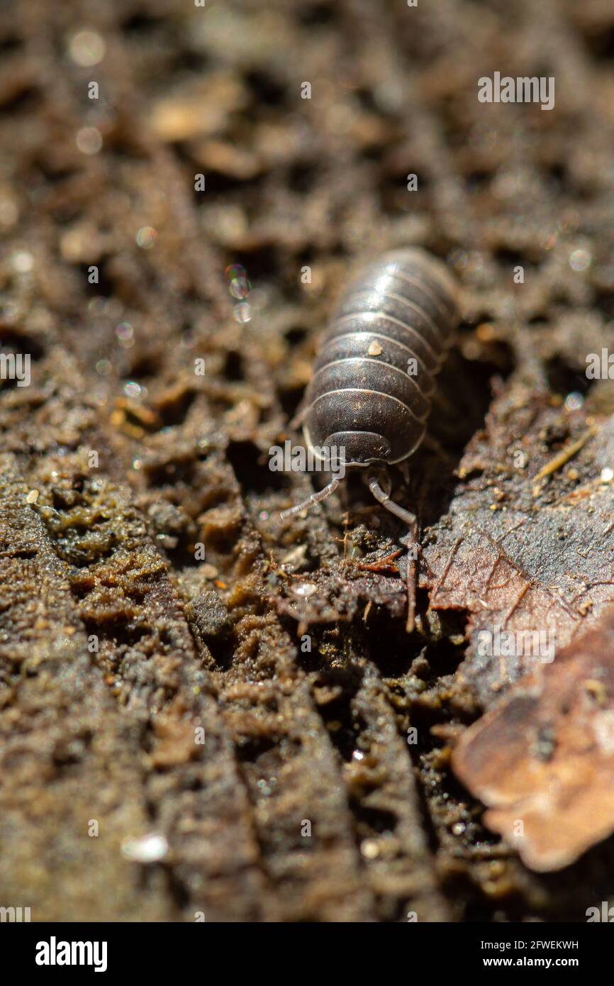 Woodlouse woodlice oniscidea hi-res stock photography and images - Alamy
