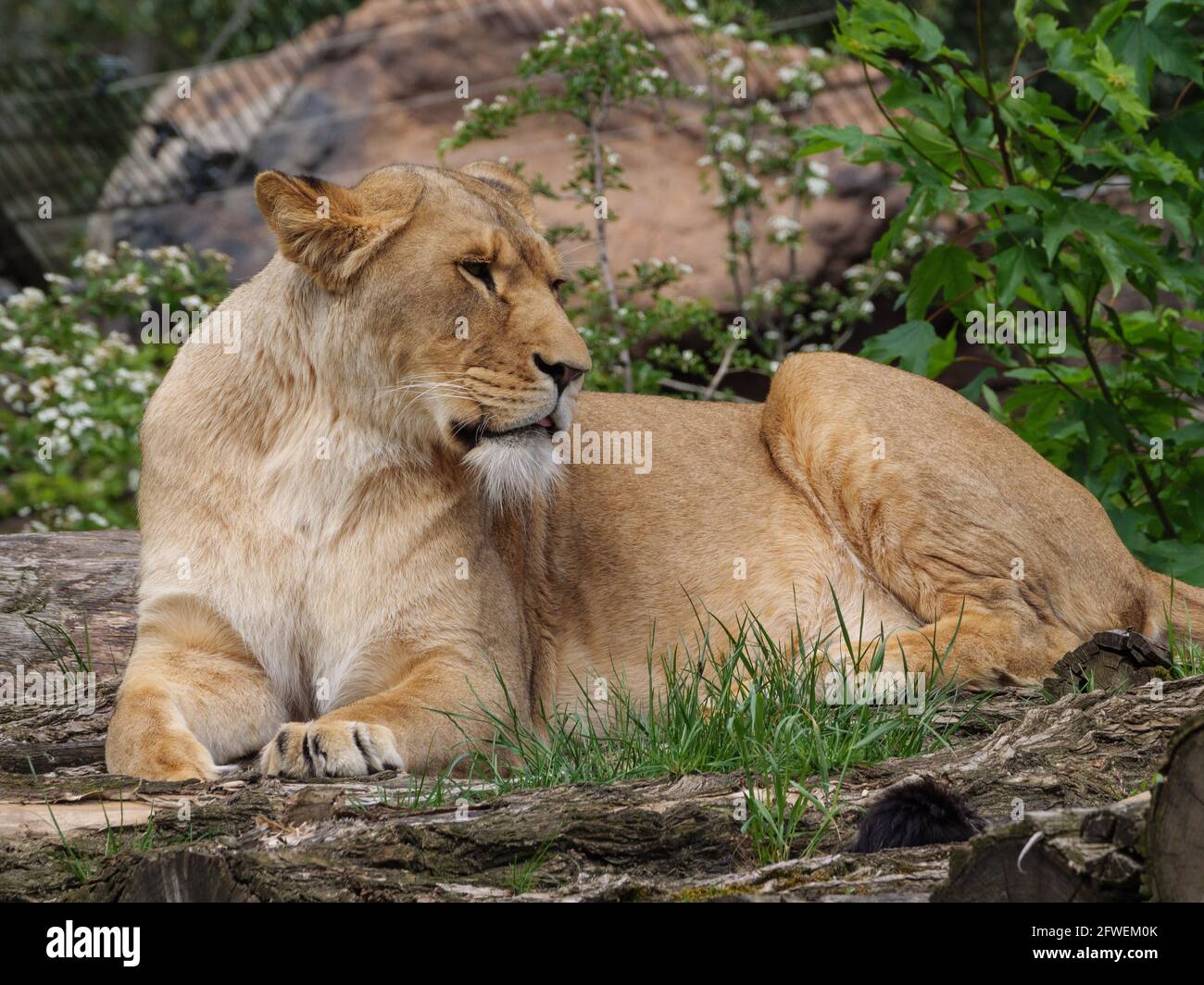 wild animal in a german zoo Stock Photo - Alamy