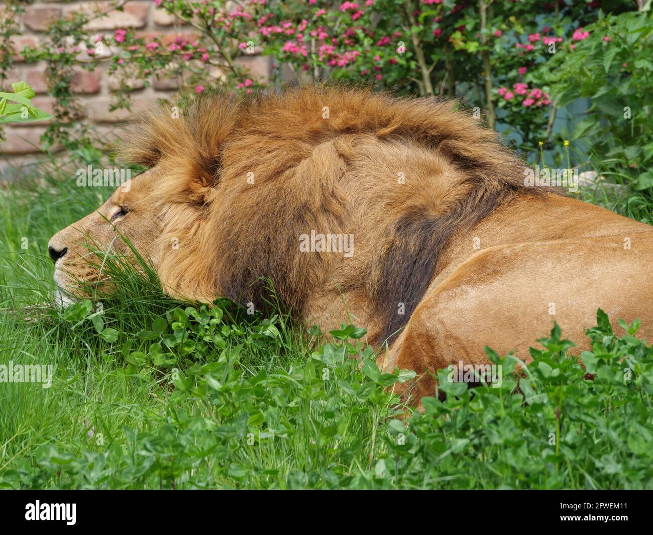 wild animal in a german zoo Stock Photo - Alamy