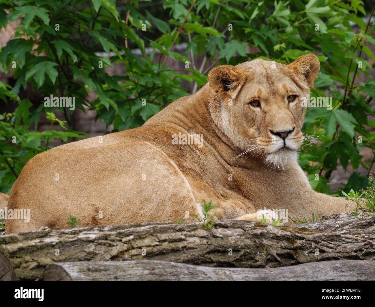 wild animal in a german zoo Stock Photo - Alamy