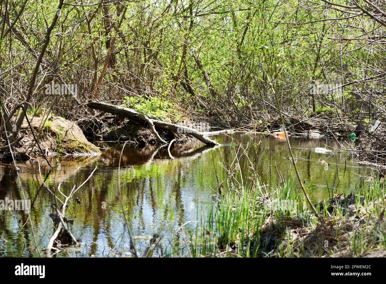 pond in the park overgrown with branches Stock Photo - Alamy