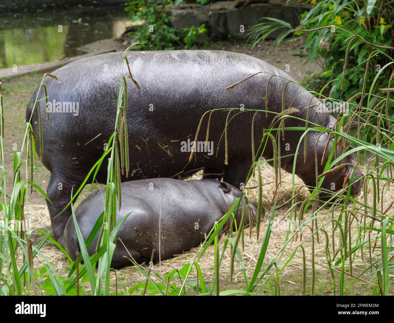 wild animal in a german zoo Stock Photo - Alamy