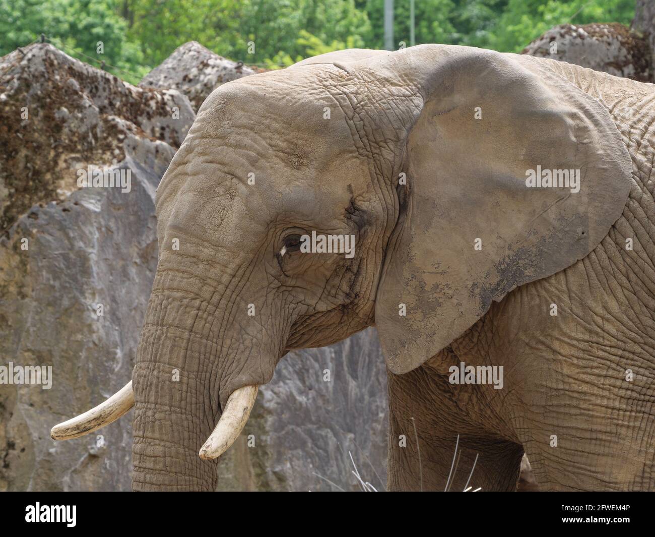 wild animal in a german zoo Stock Photo - Alamy