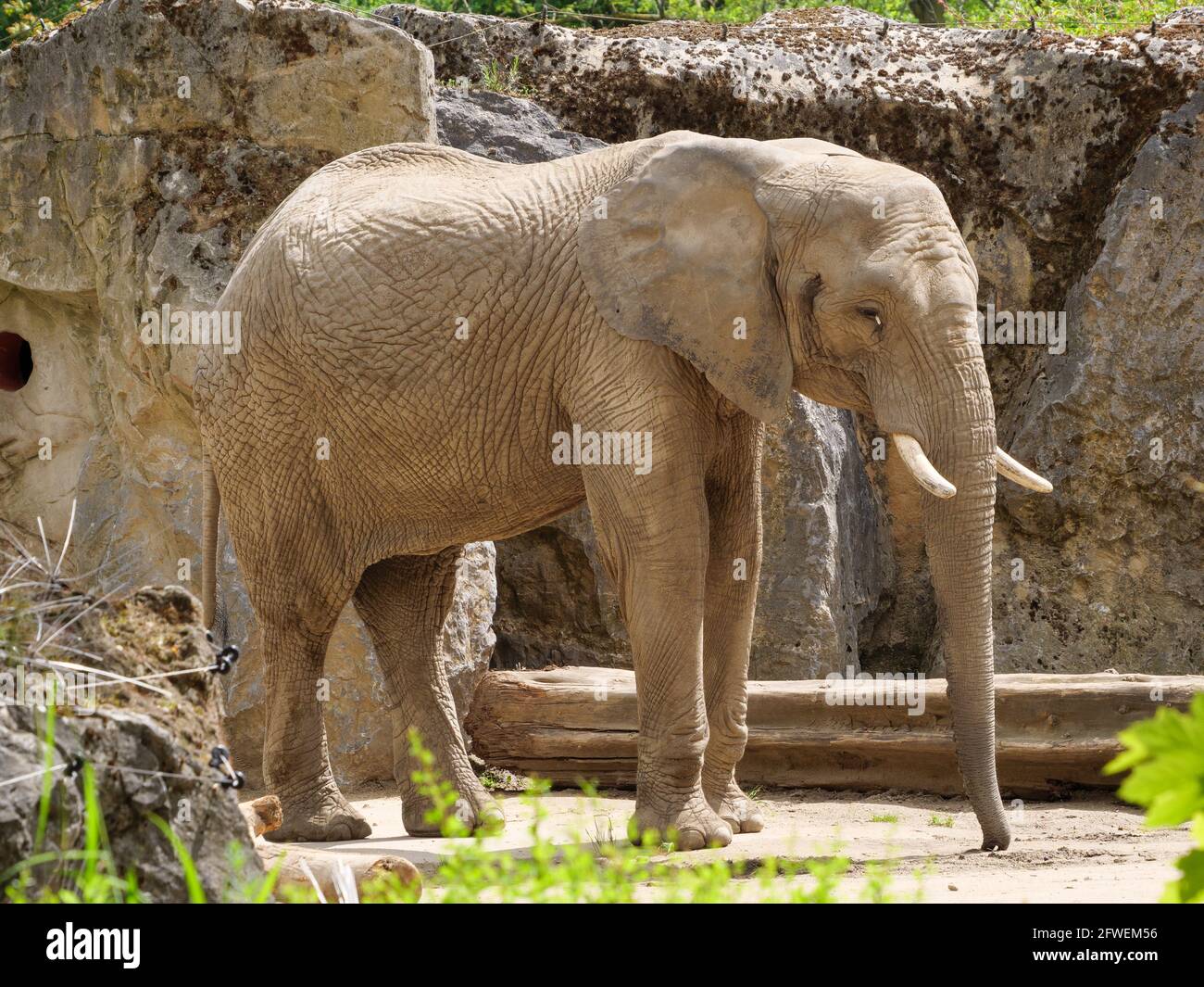 wild animal in a german zoo Stock Photo - Alamy