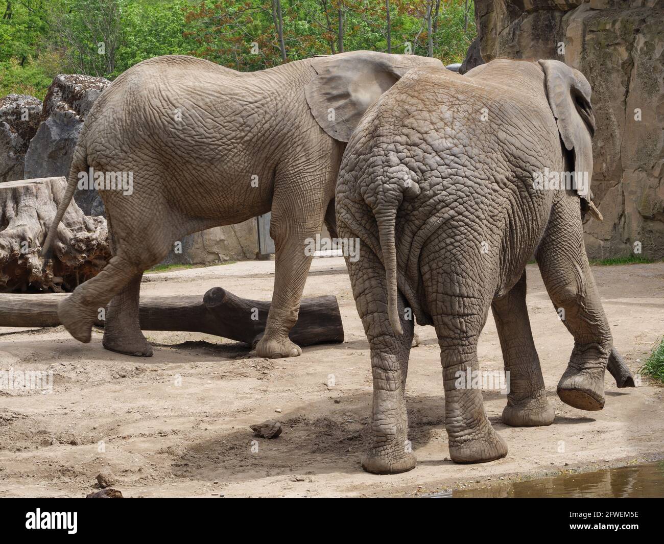 wild animal in a german zoo Stock Photo - Alamy