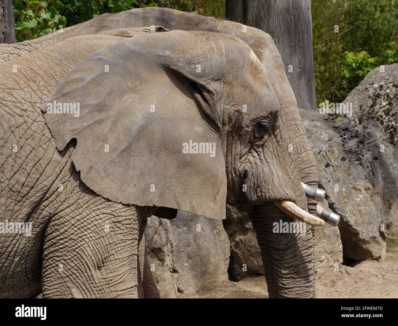 wild animal in a german zoo Stock Photo - Alamy