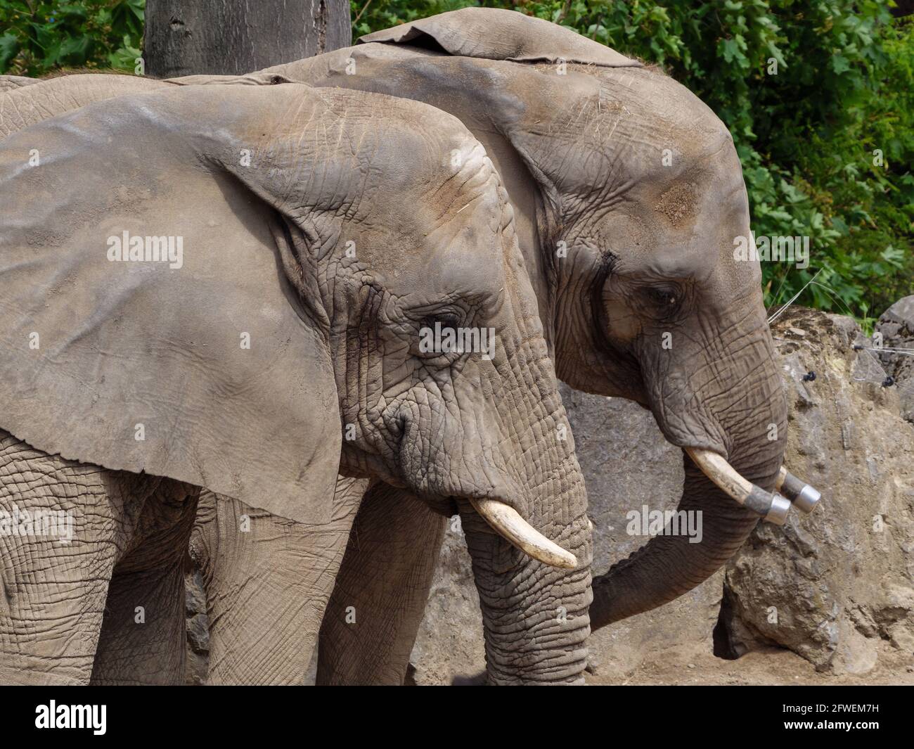 wild animal in a german zoo Stock Photo - Alamy