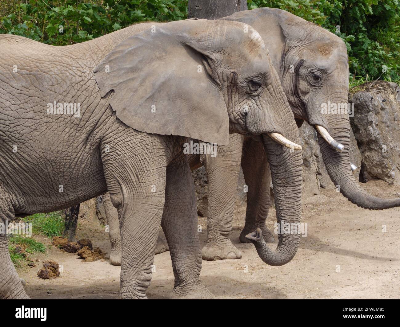 wild animal in a german zoo Stock Photo - Alamy