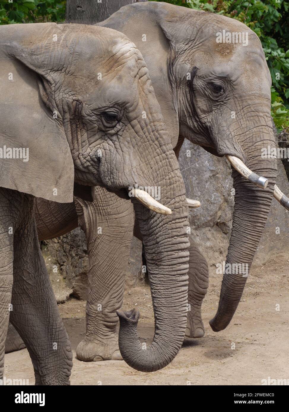 wild animal in a german zoo Stock Photo - Alamy