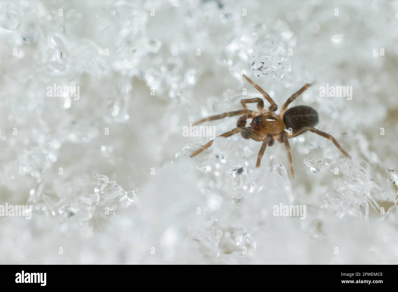 Dwarf sheet spider hi-res stock photography and images - Alamy