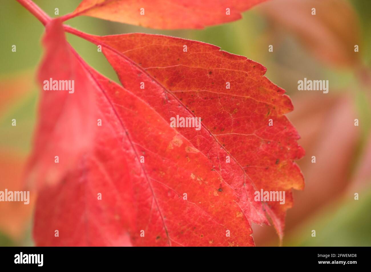 Red leaves on an apple tree changing colors in the fall Stock Photo - Alamy