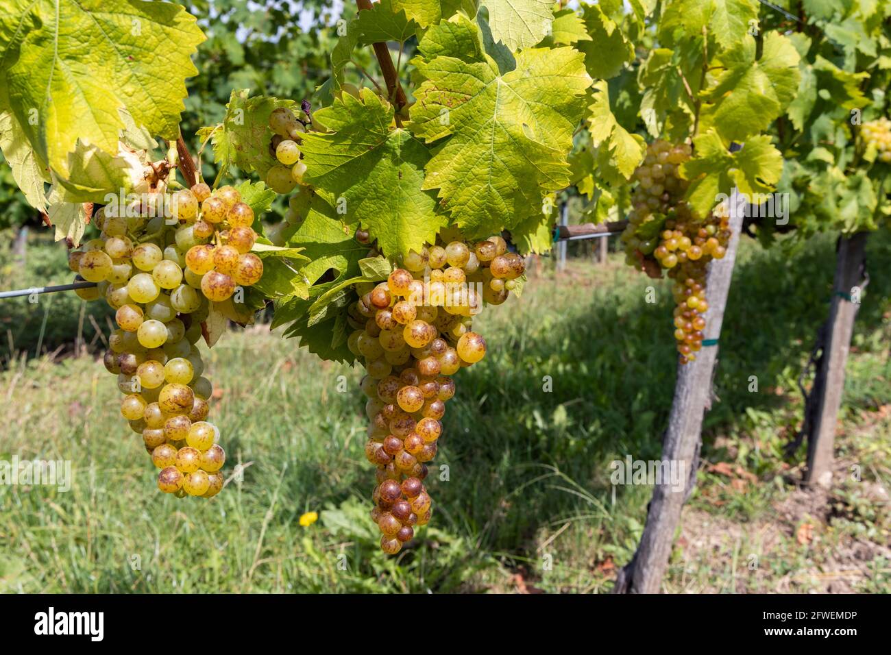 Grapes yellow muscat in Tokaj region, Unesco site, Hungary Stock Photo ...