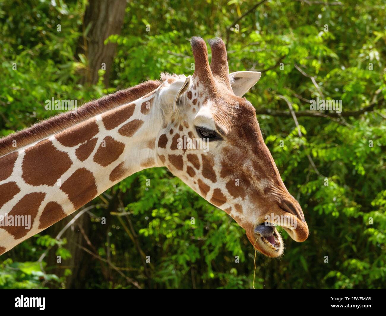 wild animal in a german zoo Stock Photo - Alamy