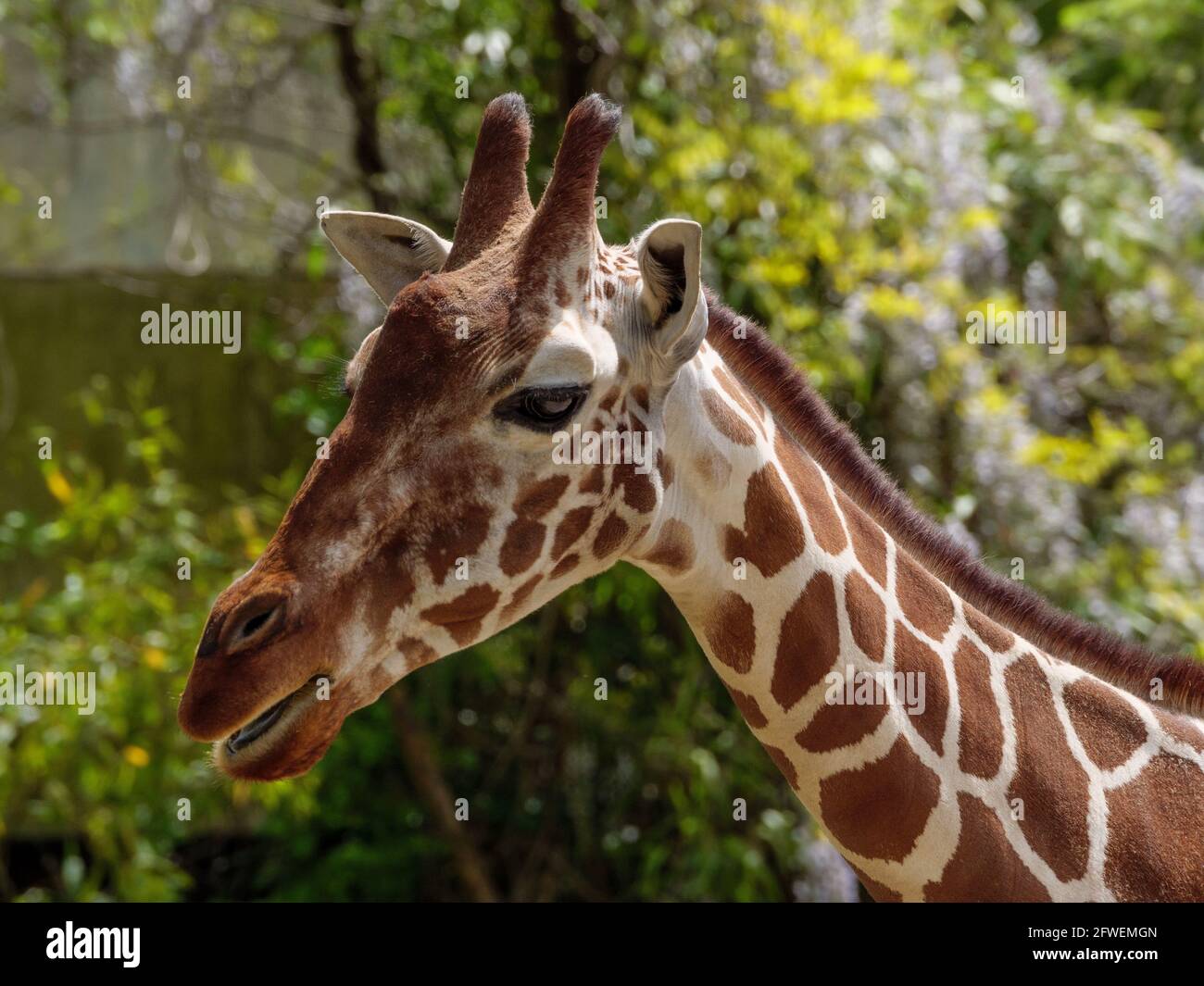 wild animal in a german zoo Stock Photo - Alamy