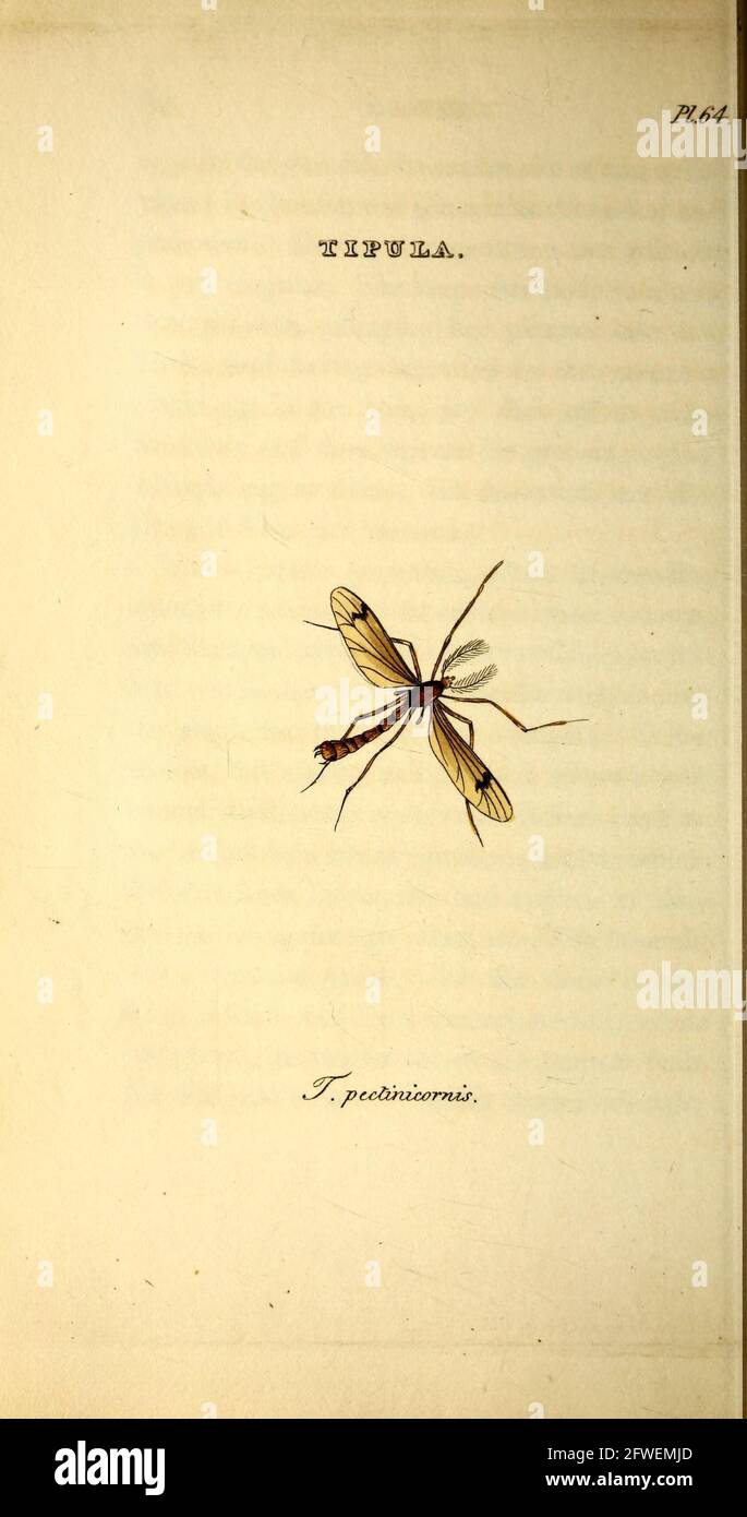 Vintage illustrations of beetles hi-res stock photography and images ...