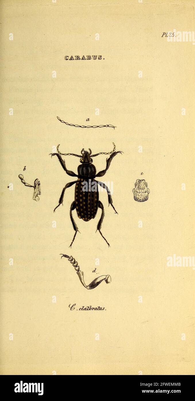 Vintage illustrations of beetles hi-res stock photography and images ...