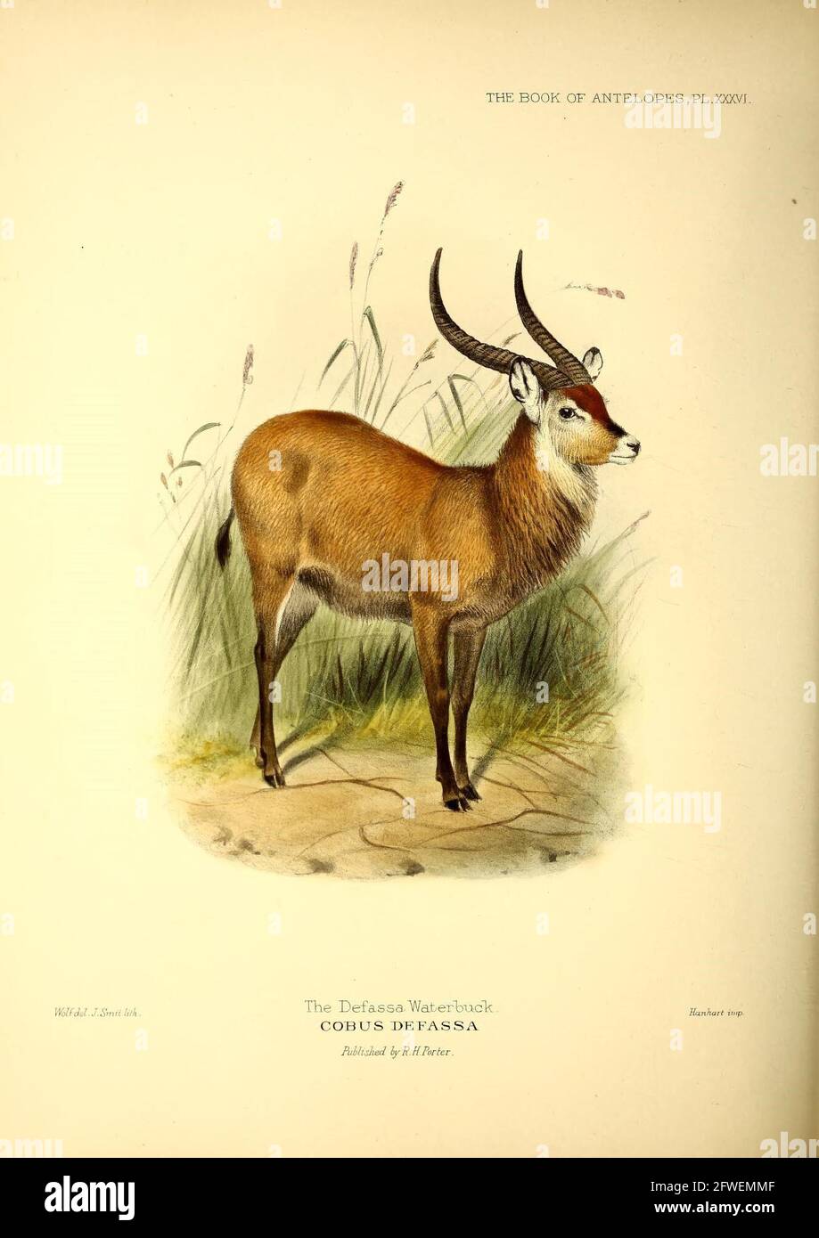 Book antelopes 1894 hi-res stock photography and images - Alamy