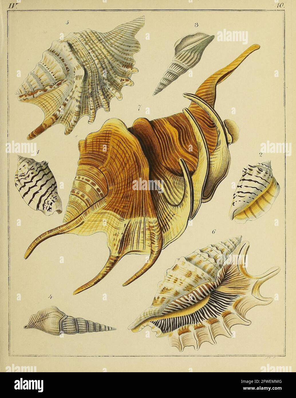 Wing escargot hi-res stock photography and images - Alamy