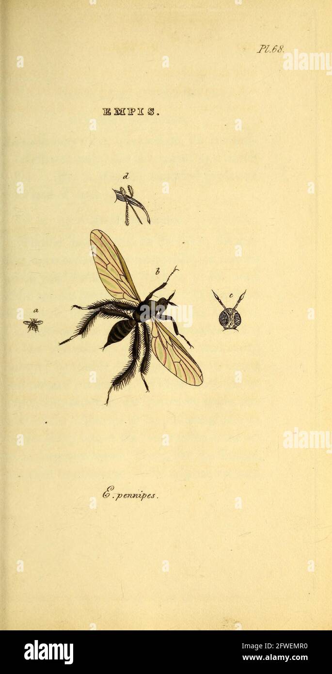 Vintage illustrations of beetles hi-res stock photography and images ...