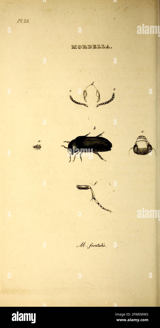 Vintage illustrations of beetles hi-res stock photography and images ...