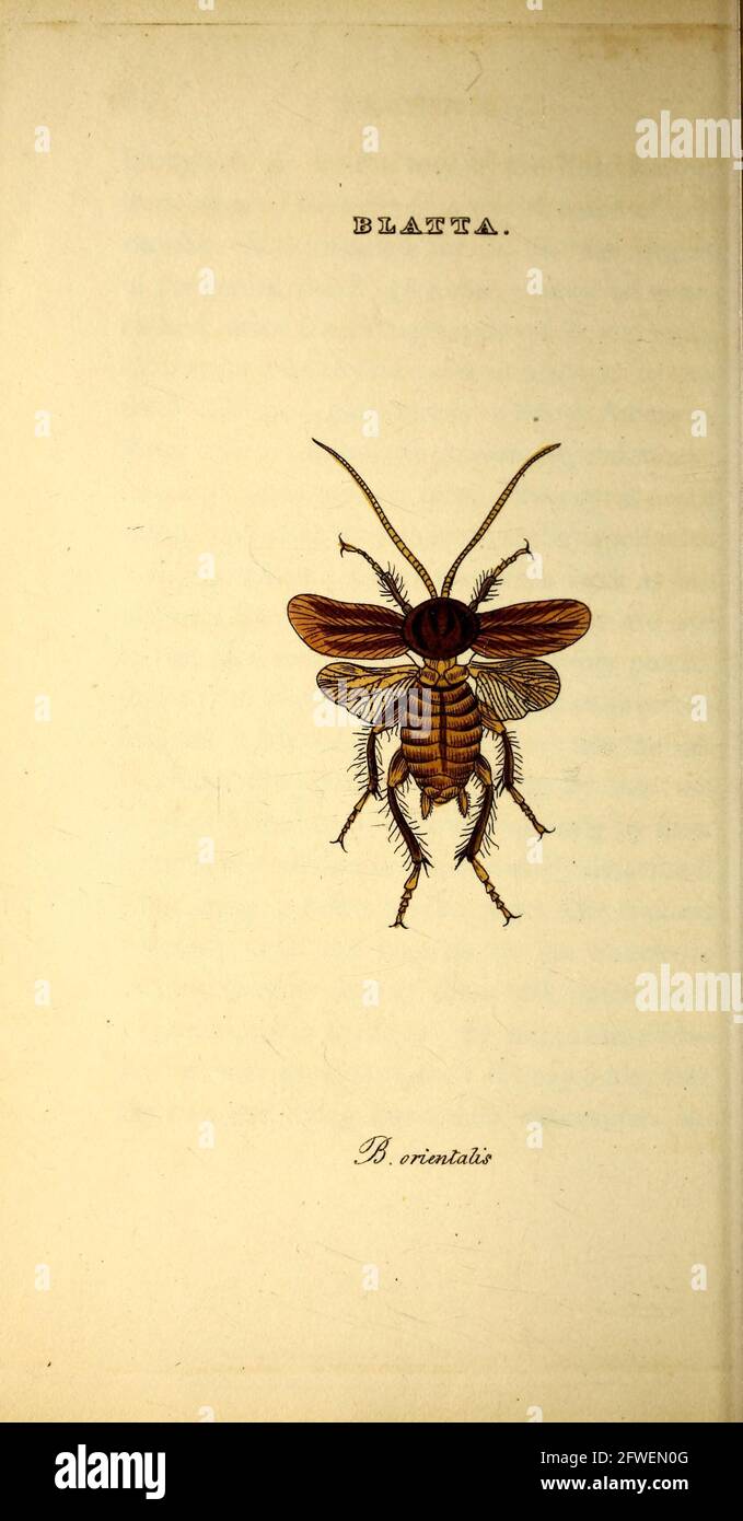 Vintage illustrations of beetles hi-res stock photography and images ...