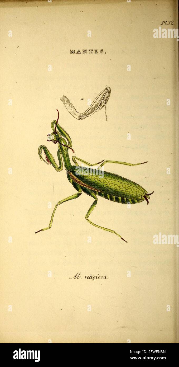 Vintage illustrations of beetles hi-res stock photography and images ...